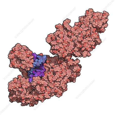 Taq Polymerase Pcr Enzyme Molecule Illustration Stock Image F019