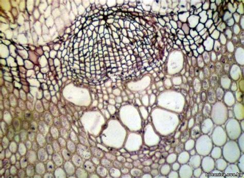 Семейство Ranunculaceae Лютикови Botanica Gallery