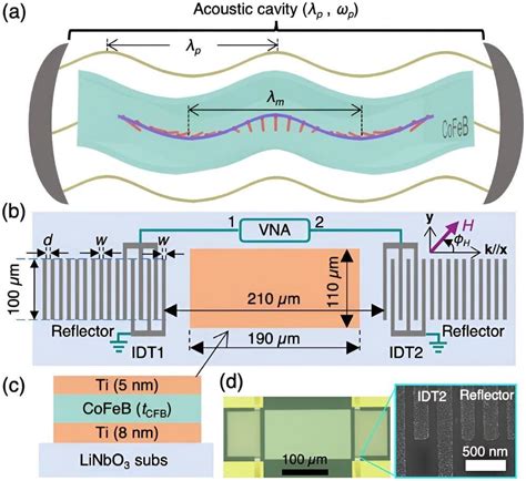 ‘shear Sound Waves Provide The Magic For Linking Ultrasound And Magnetic Waves Lifeboat News