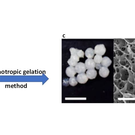 Chemical Illustration Of Starch Structure 38 Copyright 2021 Adapted Download Scientific