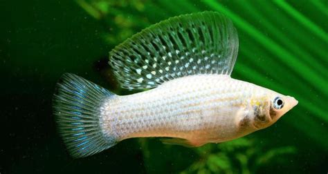 Golden Sailfin Molly Female