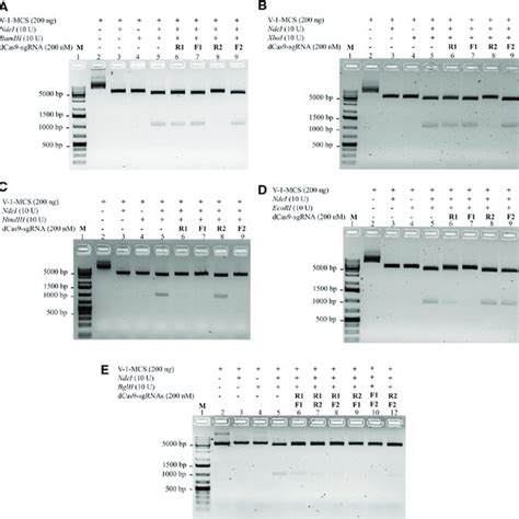 Dcas9 Sgrna Complex Blocks The Activities Of Restriction Enzymes Res Download Scientific