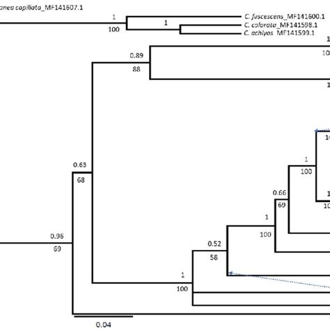 Rooted Bayesian Coi Tree Using Tpmufig Model Of Evolution Geographic