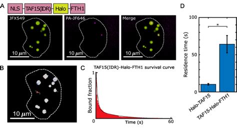 Single Molecule Measurement Of Protein Interaction Dynamics Within Biomolecular Condensates Jove