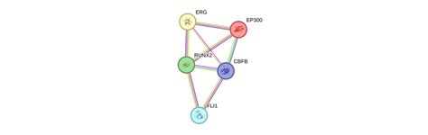 Runx2 Gene Genecards Runx2 Protein Runx2 Antibody