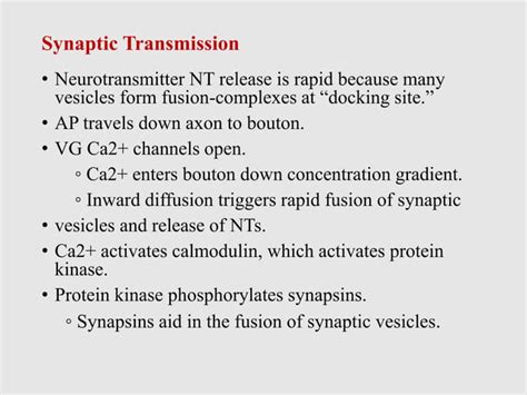 Classification And Structure Of Synapses Pptx