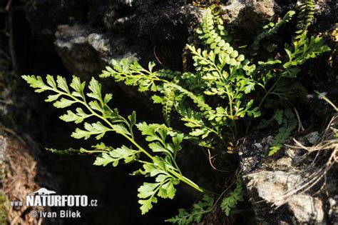 Asplenium Cuneifolium Pictures Serpentine Spleenwort Images Nature