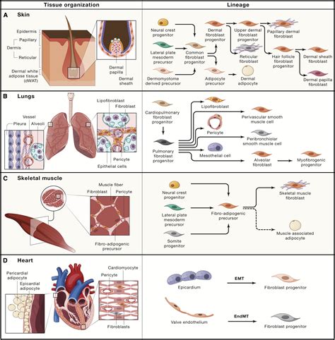 Fibroblasts Origins Definitions And Functions In Health And Disease Cell