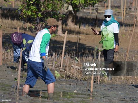 자원봉사자들이 함께 모여 2022년 6월 26일 인도네시아 타라칸에서 열린 맹그로브 재조림 프로젝트의 깊은 진흙 속에 어린 나무를 심습니다 강에 대한 스톡 사진 및 기타