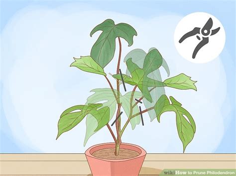 How To Prune Philodendron 8 Steps With Pictures Wikihow