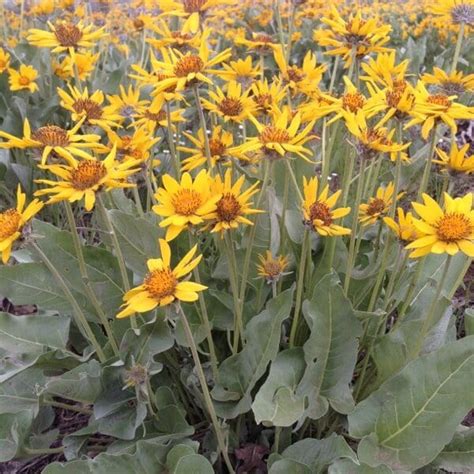 Arrowleaf Balsamroot Balsamorhiza Sagittata Great Basin Seeds