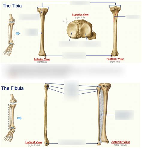 Diagram Of Tibia And Fibula Quizlet