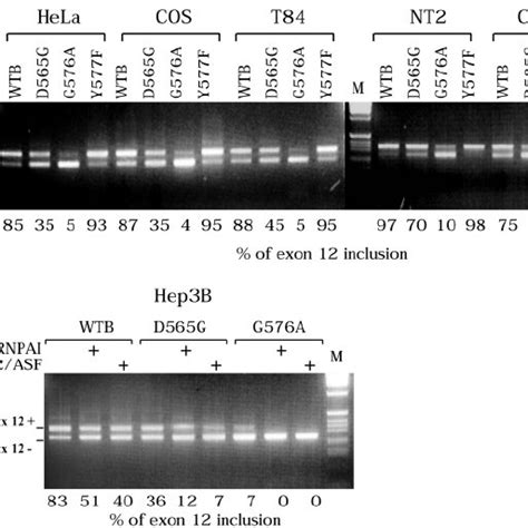 Nucleotide Sequence Of The Cftr Exon 12 In Uppercase Showing The Download Scientific Diagram