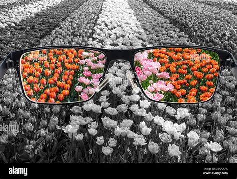 Through Glasses Frame Colorful View Of Tulips Field In Glasses And