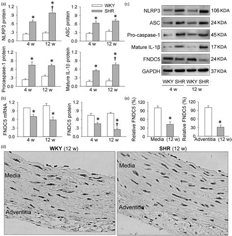 Fibronectin Type Iii Domain Containing 5 Attenuates Nlrp3 In Journal Of Hypertension