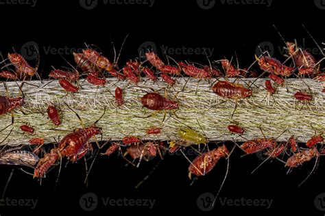 Group Of Small Red Aphids Stock Photo At Vecteezy