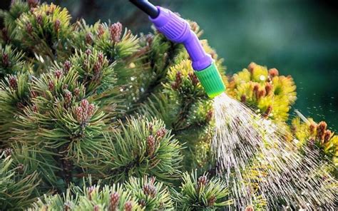 Чем обработать хвойные весной от болезней и вредителей В цветнике Огород Ru Live Lokai