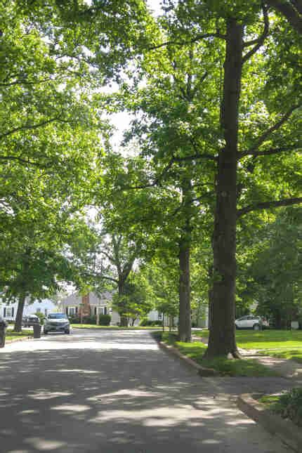 types of tree support systems davey tree