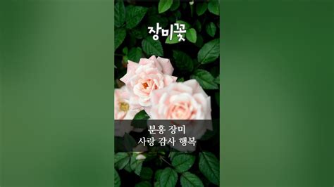장미꽃 꽃말과 장미에 얽힌 그리스로마 신화 Youtube