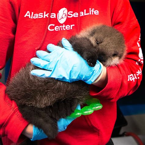 Cutest Sea Otter Pup Meet Hardy Vancouver Aquarium Artofit