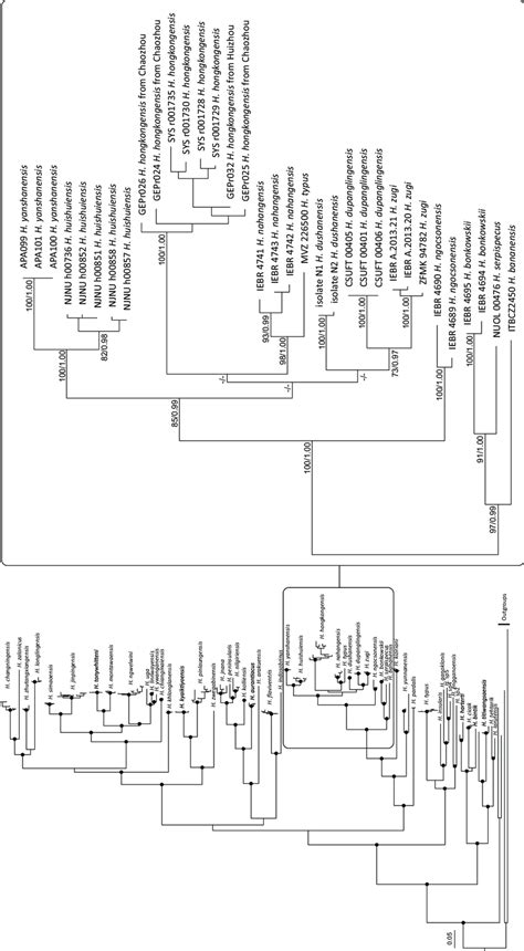 bayesian inference and maximum likelihood phylogenies black dots at