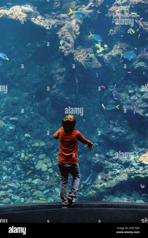 A Boy Marvels At The Giant Aquarium At The California Academy Of