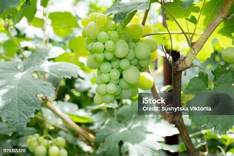 포도 나무에 포도의 잘 익은 무리 복사 공간을위한 장소와 포도의 무리 와인 제조 및 가을 포도 수확 건강한 식생활에 대한 스톡 사진 및 기타 이미지 Istock