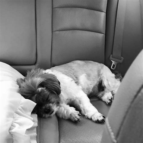 มะลิ พวงมาลัยมะลิล้วนประดับช่อผีเสื้อดอกไม้สด ชายมะลิต่อดอกโทนขาวนวลสบายตา ความหอมนี้ส่งตรงที่