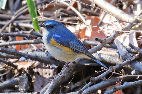 ルリビタキ 東京近郊の野鳥撮影日記