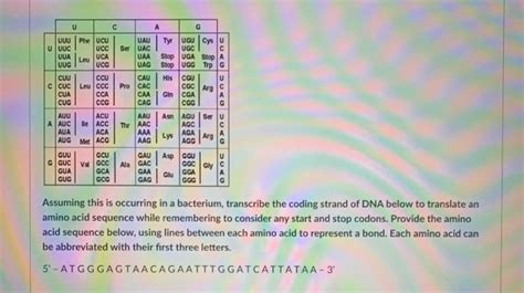 solved use the following nucleotide sequence of this dna