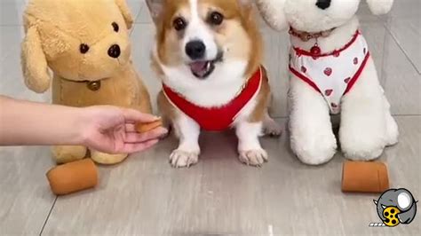 قهر کردن و ناز کشیدن هین سگ قشنگ و ملوس فیلو