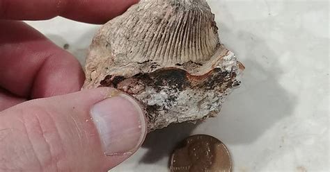 Northwest Arkansas Fossils Album On Imgur
