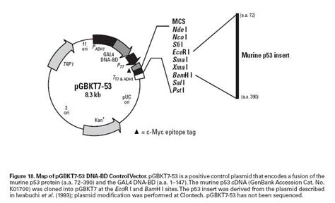 Pgbkt7 53载体质粒图谱、序列、说明书、价格 The