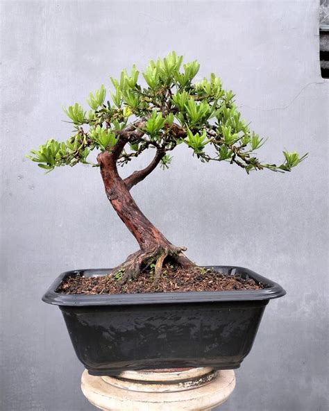 Actual Tree Podocarpus Macrophyllus Medium Size Etsy