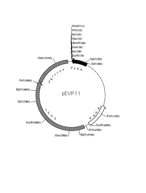 Addgene Vector Database Pevp11