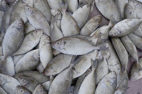 Photo Libre De Droit De Le Poissonlapin Tacheté Fin Ou Spinefoot En Indonésien Est Appelé