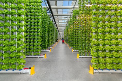 Deep Flow Technique Dft How Hydroponics Work Eden Green