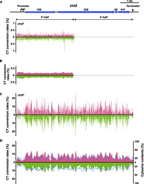 The Ct Conversion Rates Of The Wild Type Rdna Segment Rrni A The Ct Download Scientific