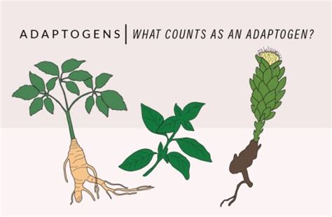Everything You Need To Know About Adaptogens Explained