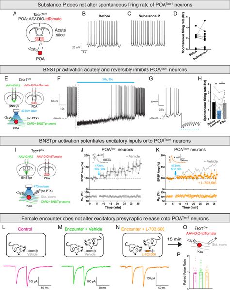 A Neural Circuit For Male Sexual Behavior And Reward Cell