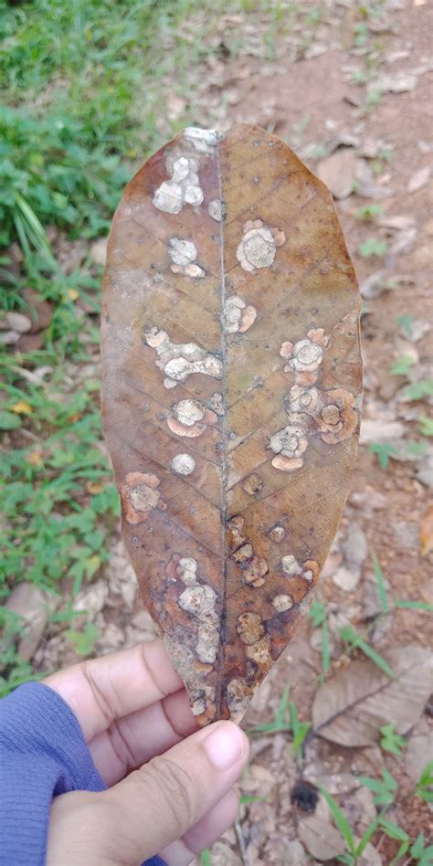 Robo Classification Classification Dataset And Pre Trained Model By Mtruts