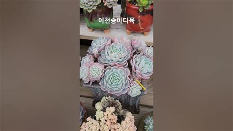 이천승아다육😘온라인 다육판매😎 간편한 문자주문 빠른배송 친절한 전화상담 5만원이상 무료배송 다육이 다육식물 다육판매 Youtube
