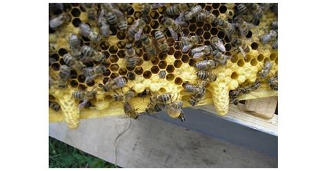 Отглеждане на майки чрез изрязване на ивици с ларви Ii начин Български Фермер