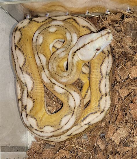 Mochino Motley Tiger Reticulated Python By Mid South Serpents Morphmarket