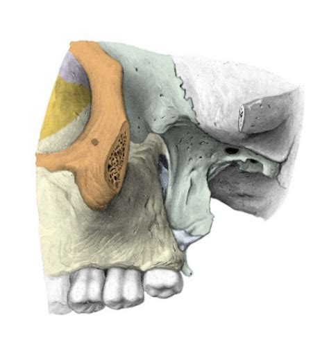 Fossa Pterygopalatina Diagram Quizlet
