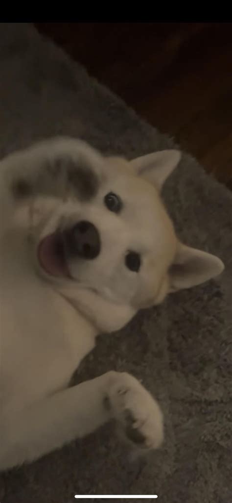 Goofy Girl Rwhatswrongwithyourdog