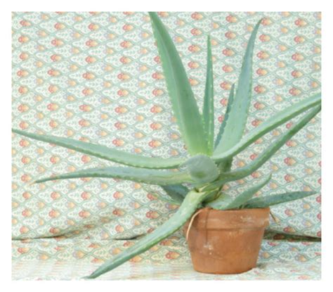 Aloes Disparity Maps Generated By Different Algorithms When