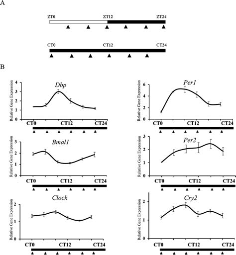 Qpcr And Jtkcycle Algorithm Analysis Of Core Clock Gene In
