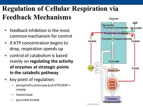 The Essential Enzymes And Cellular Regulation Answer Key Unlocking The