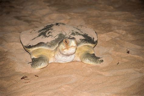 Where Can I See The Flatback Sea Turtle In The Wild